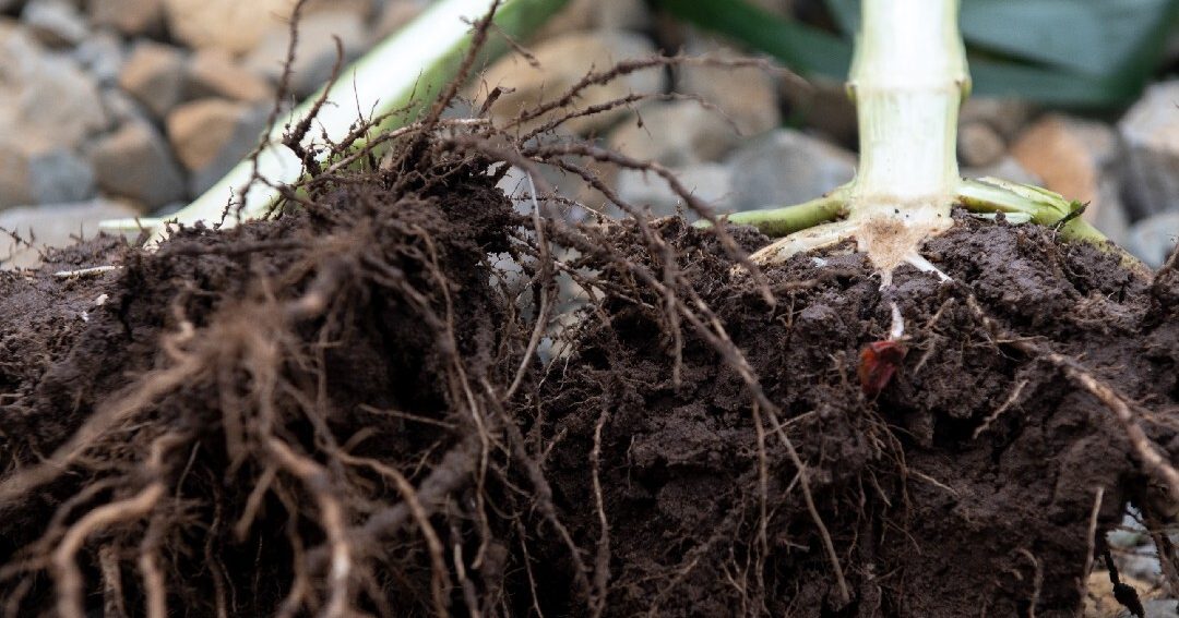 Learning More About the Corn Control System | BW Fusion