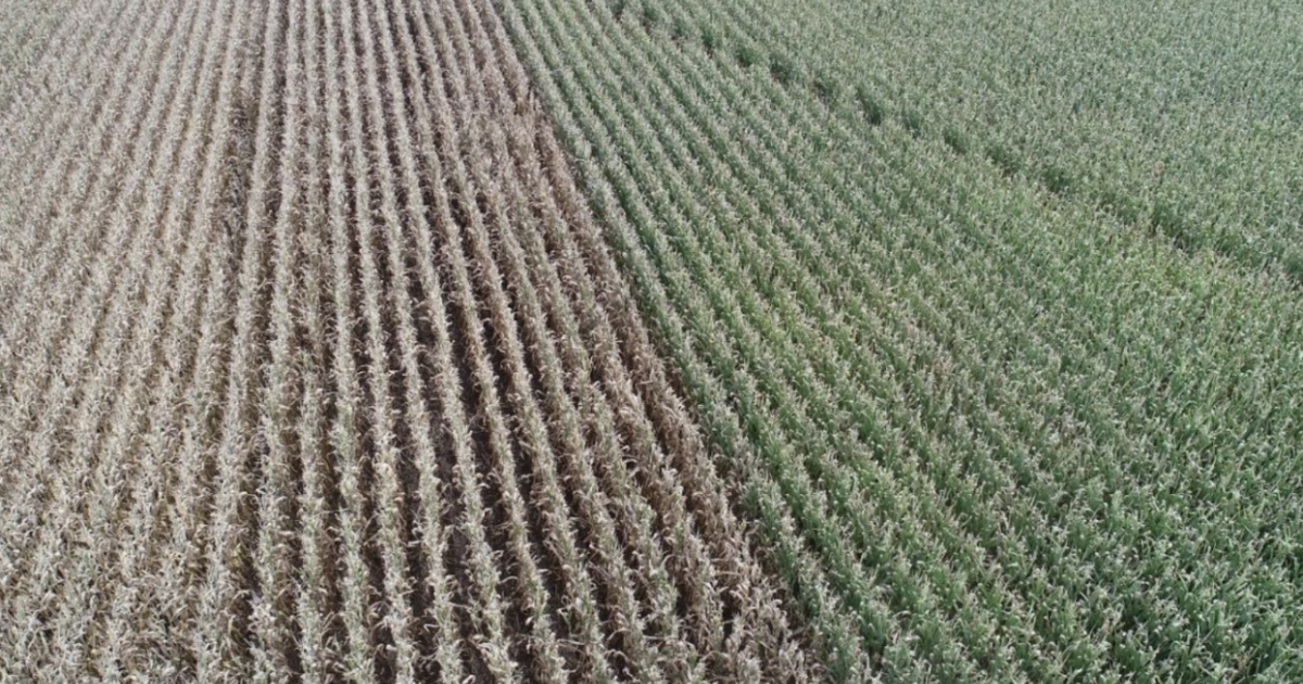 5 Questions Growers Are Asking About Tar Spot | BW Fusion