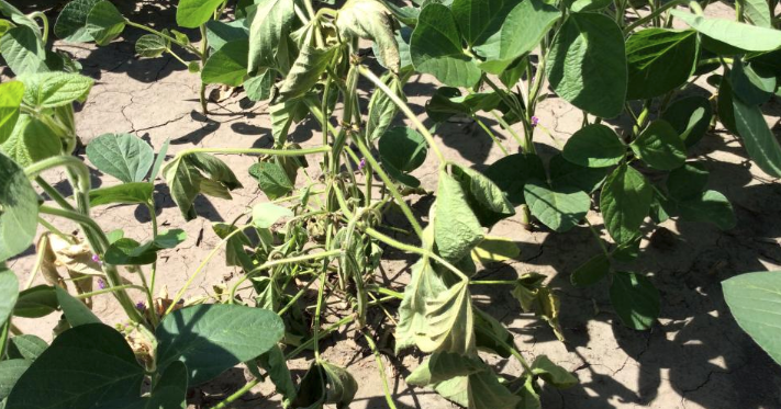 Crop Disease Field Guide | BW Fusion